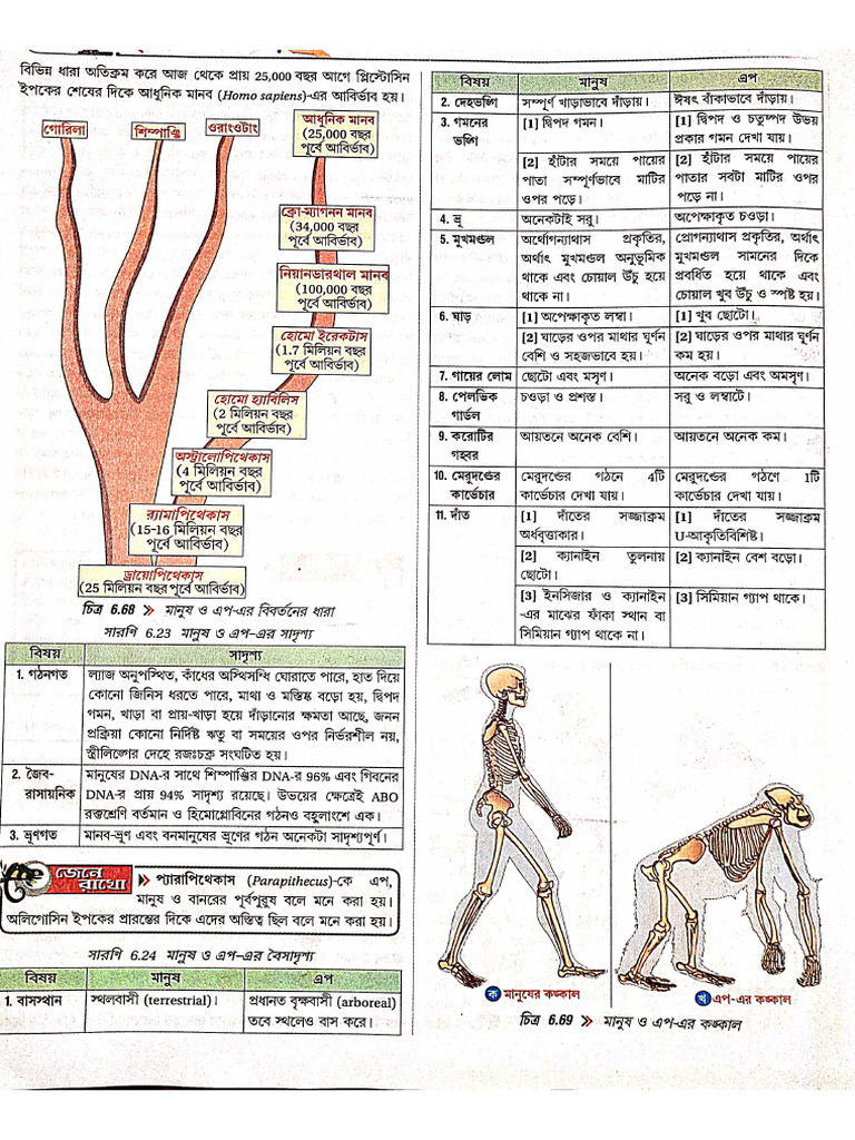 Human Evolution | PDF