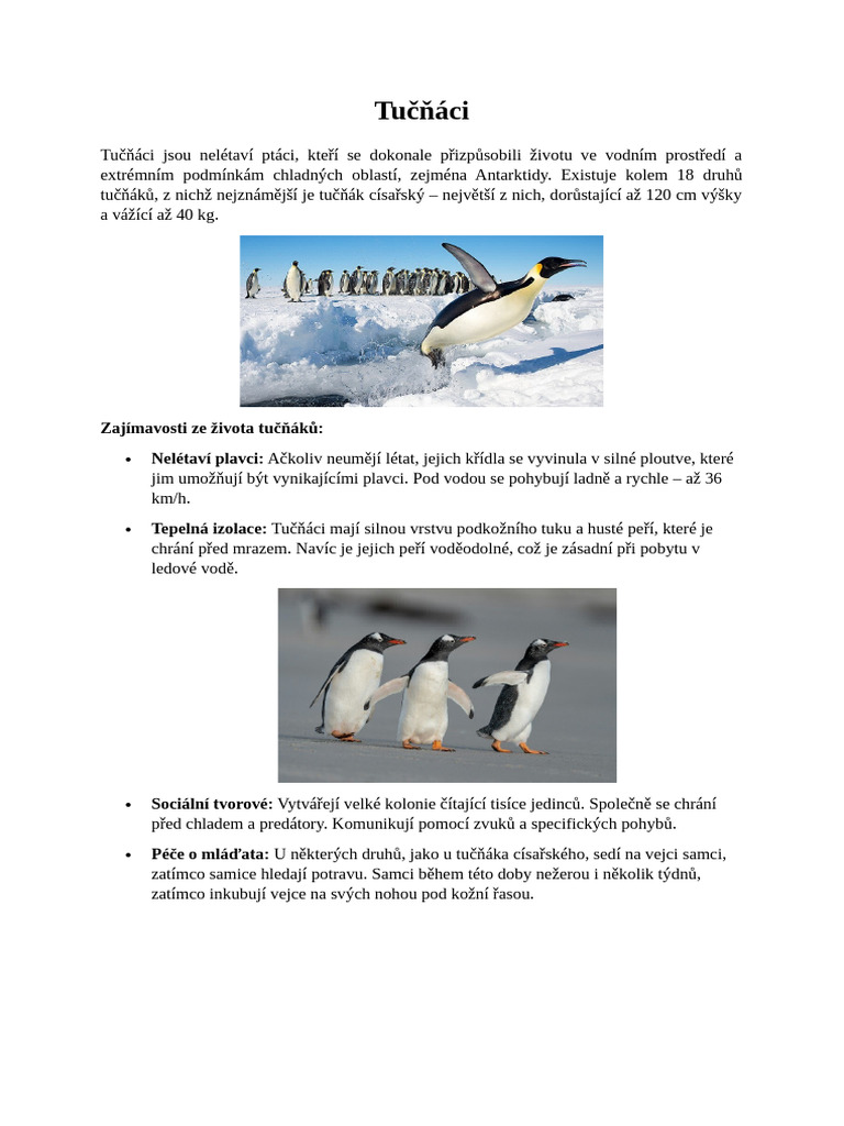 Tučňáci Pitula | PDF