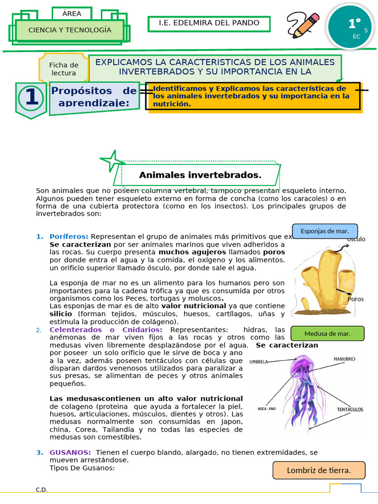 1° FICHA DE Lectura de Invertebrados Actual | PDF | Esponja | Esqueleto