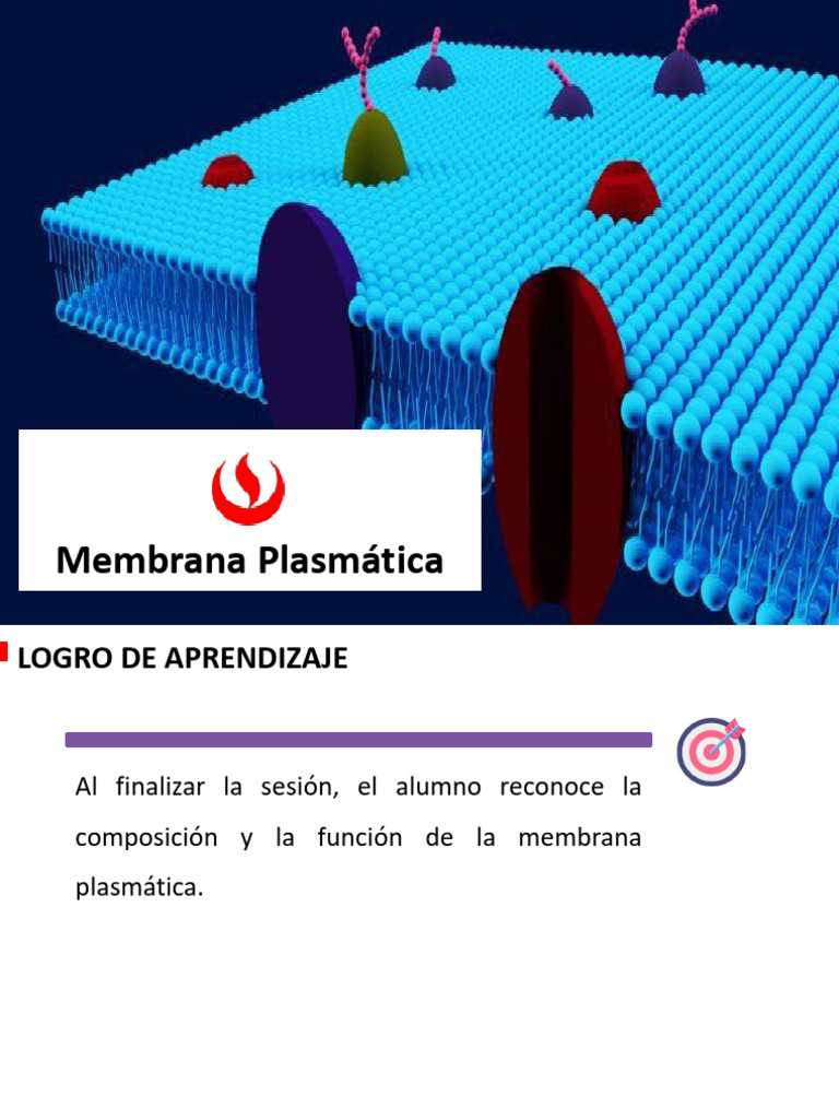 Composición y Función de la Membrana Plasmática | PDF | Membrana ...