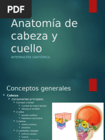 Netter - Anatomía de Cabeza y Cuello para Odontólogos, 3rd Edition Full ...