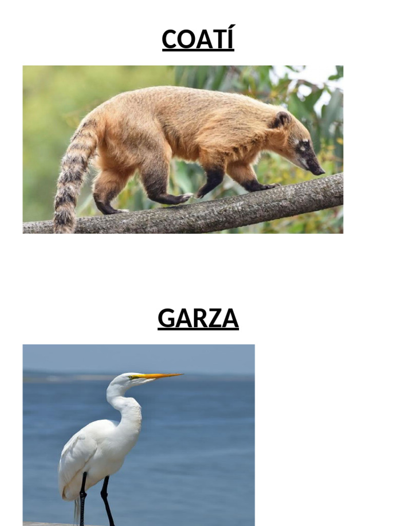 Animales Del Cuento Del Bicho Colorado | PDF