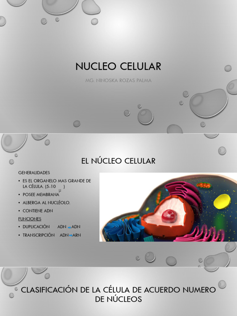 Nucleo Celular | PDF | Nucleo celular | Cromatina
