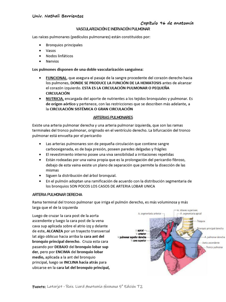 Vascularización e Inervación Pulmonar | PDF | Sistema circulatorio | Pulmón
