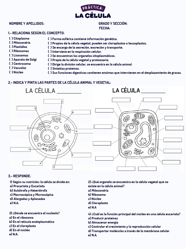 Practica Repaso de La Célula1 | PDF
