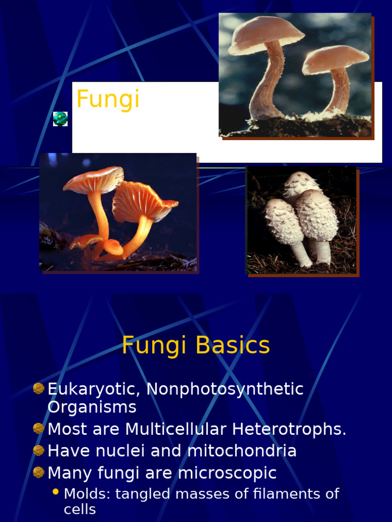 Fungi Supplemental Topic | PDF