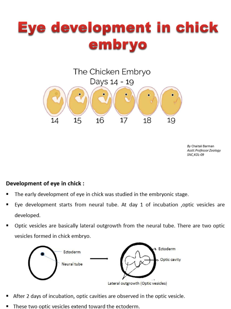 Development of Eye in Chick Embryo | PDF