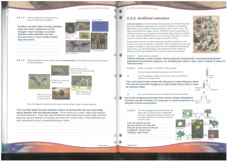 Selection Pressures p56 | PDF | Wheat | Selective Breeding