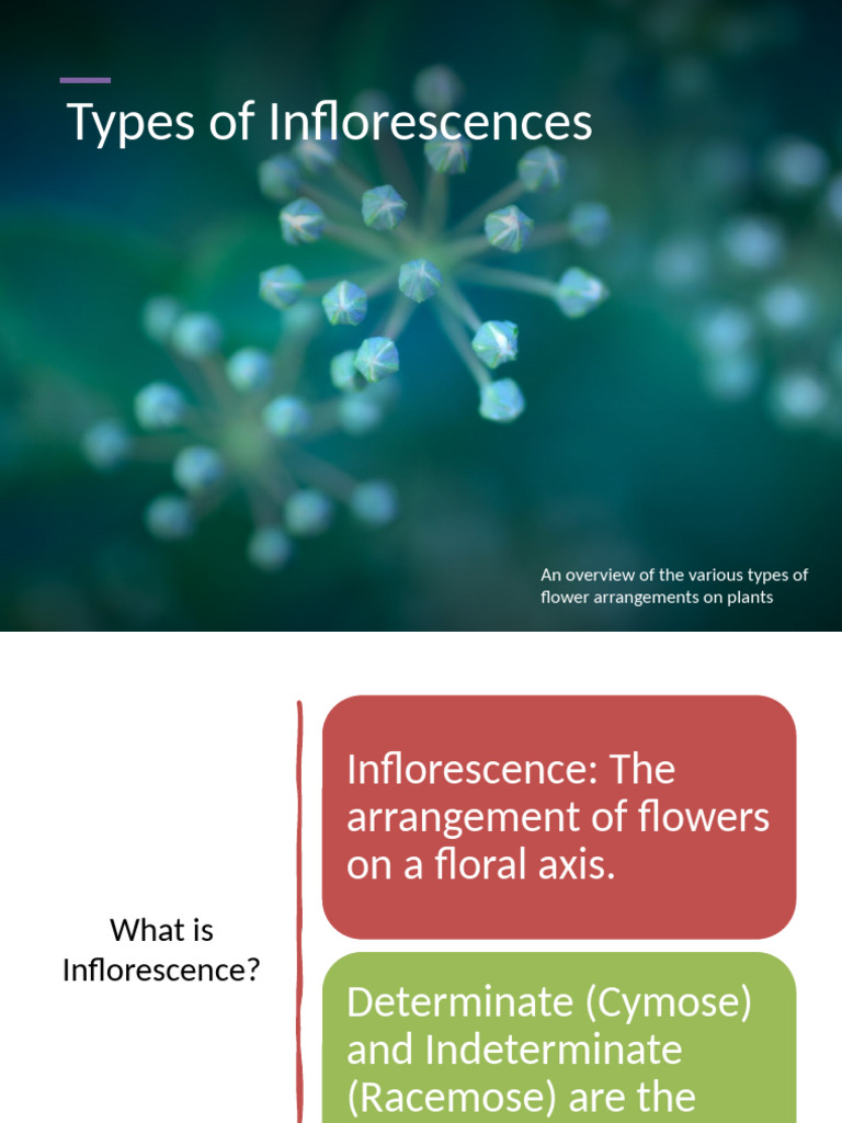 Overview of Inflorescence Types | PDF