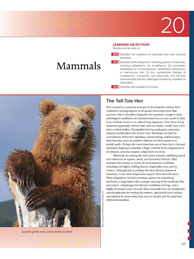 Evolution and Adaptations of Mammals | PDF | Mammals | Cerebrum