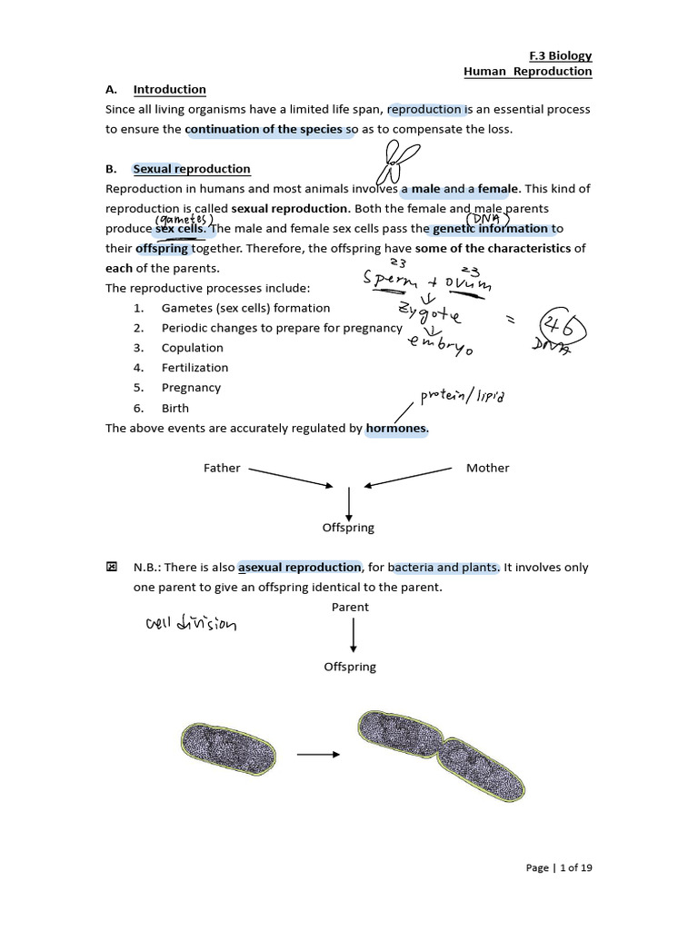Ch13 (Human Reproduction Handout) | PDF | Human Reproduction ...