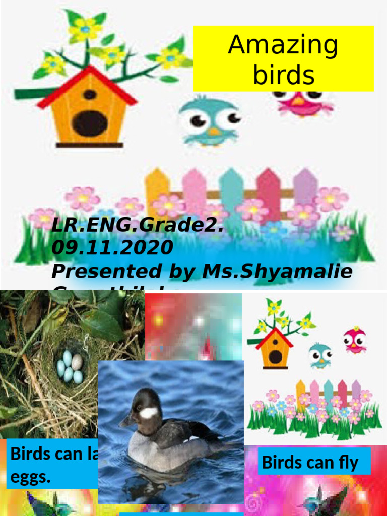 Amazing Birds | PDF