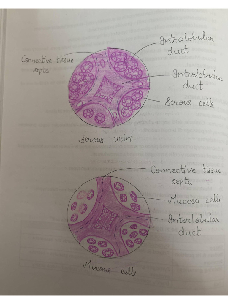 Practical 14 - Oral Cavity and Human Body | PDF