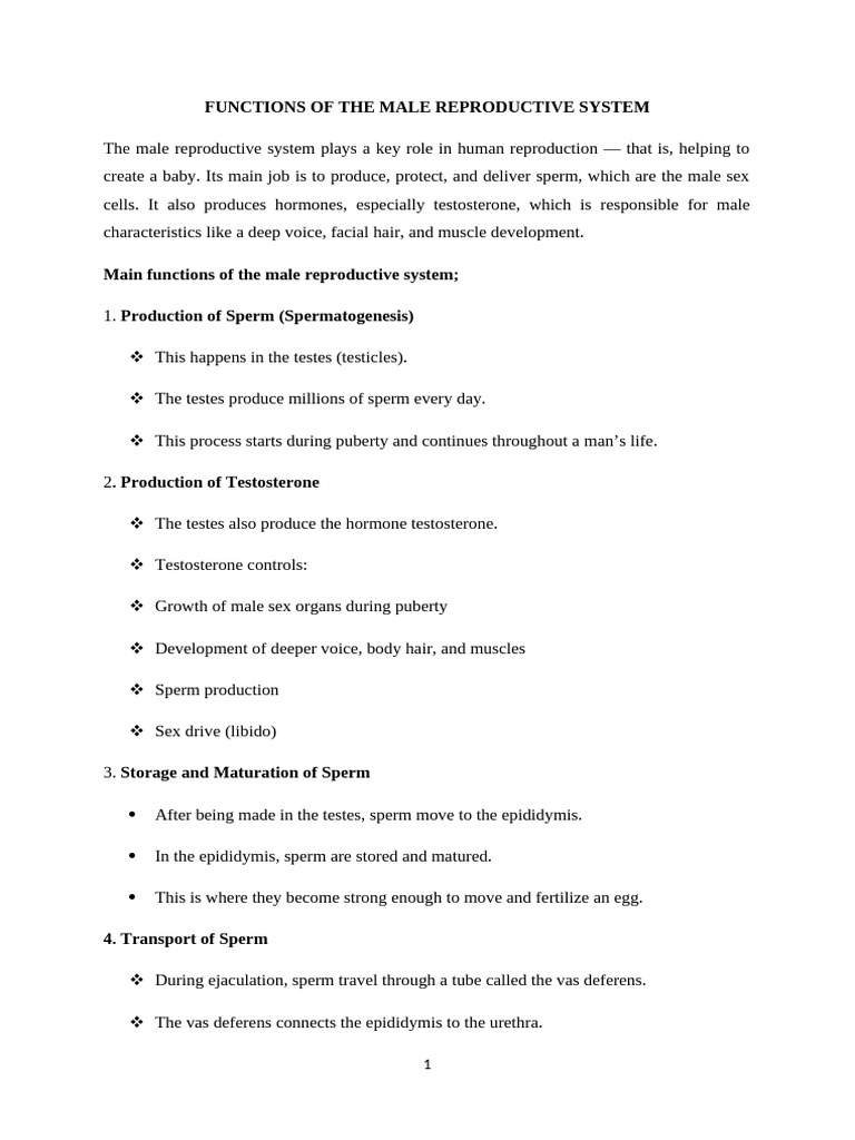Functions of The Male Reproductive System | PDF | Menstrual Cycle ...