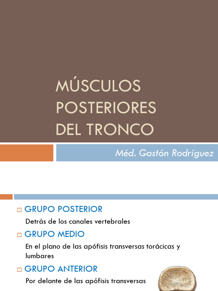 Músculos Posteriores | PDF | Tórax (anatomía humana) | Anatomía humana