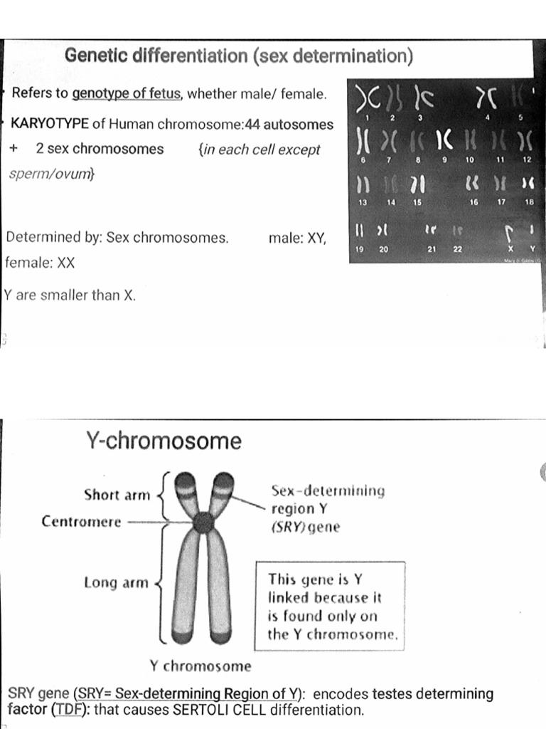 Reproductive System Class 1 Pdf