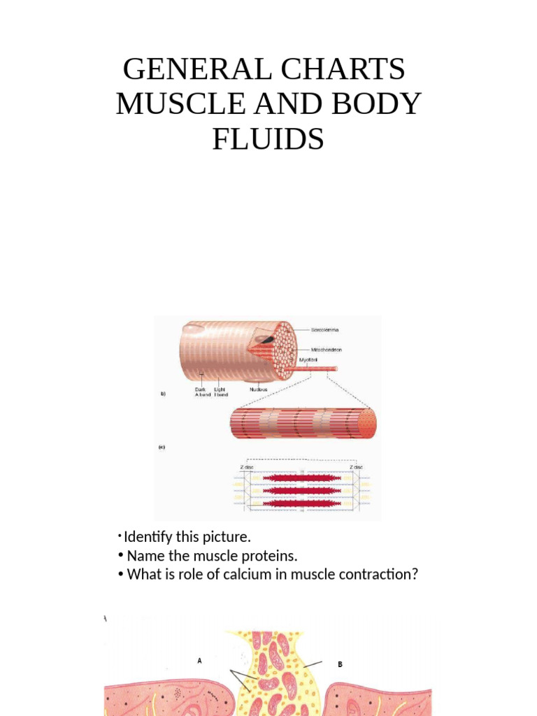 General Charts Muscle Charts | PDF