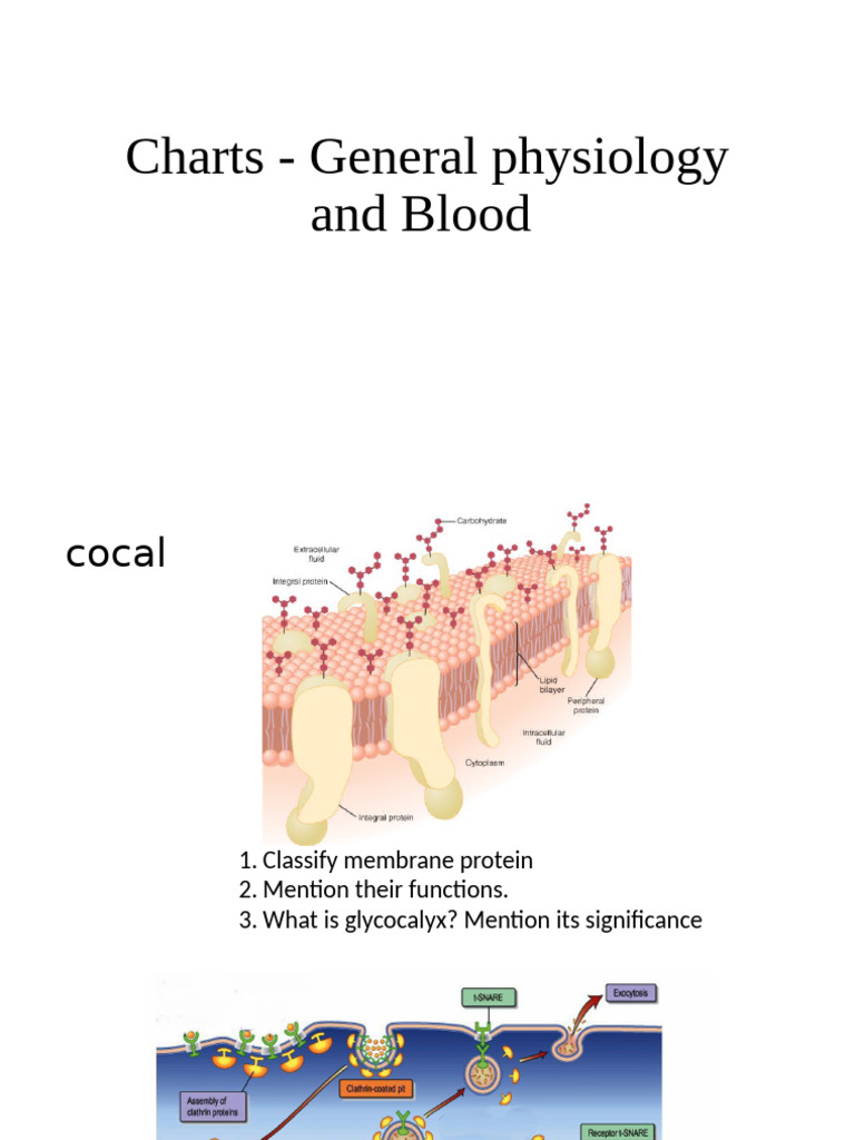 Membrane Proteins and Blood Physiology | PDF