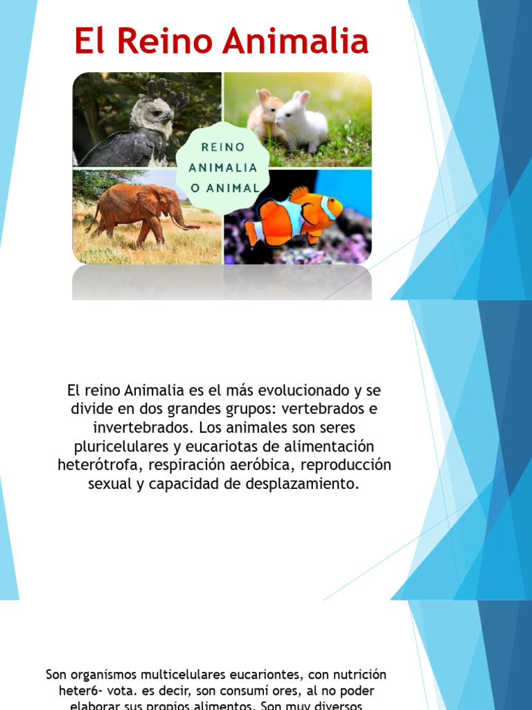Introducción al Reino Animalia | PDF