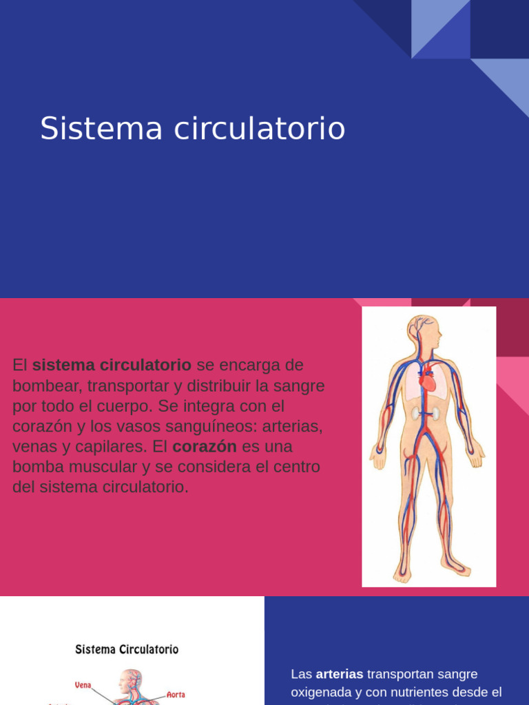 Sistema Circulatorio | PDF | Corazón | Sistema circulatorio
