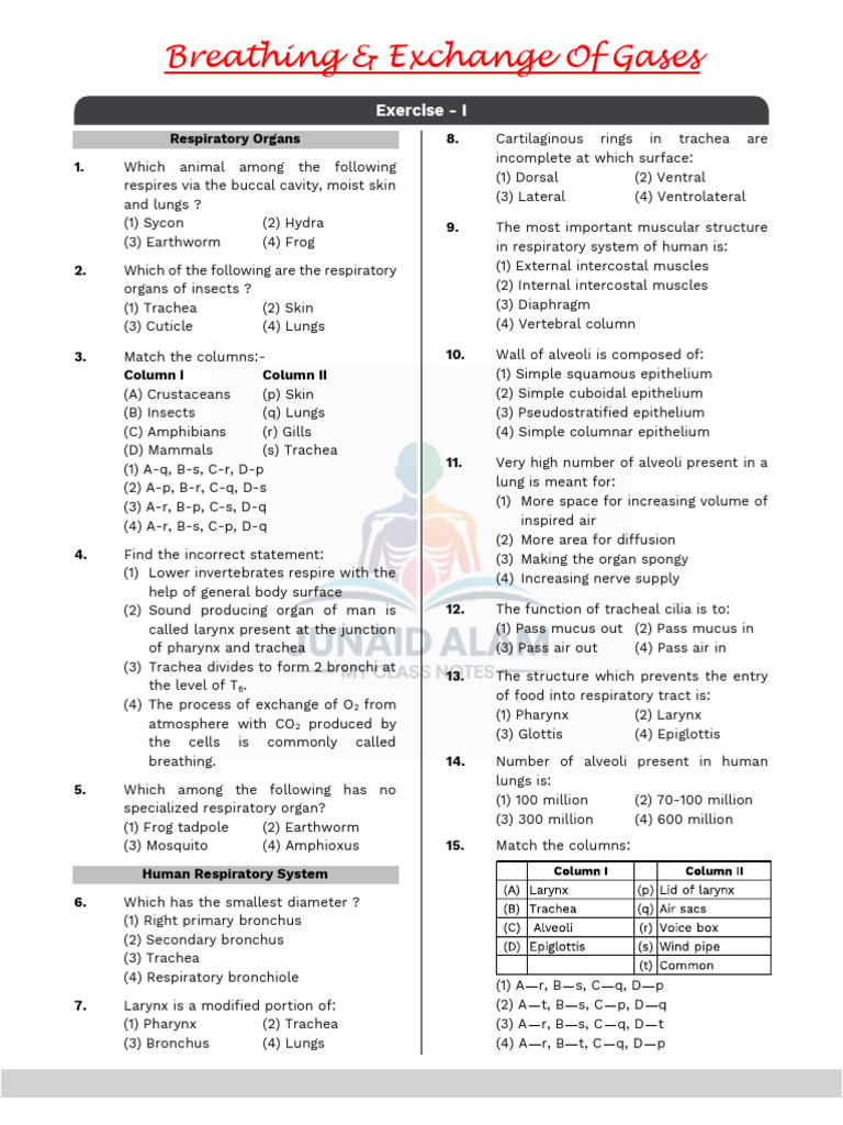 Assignment Breathing & Exchange of Gases | PDF | Lung | Respiratory System