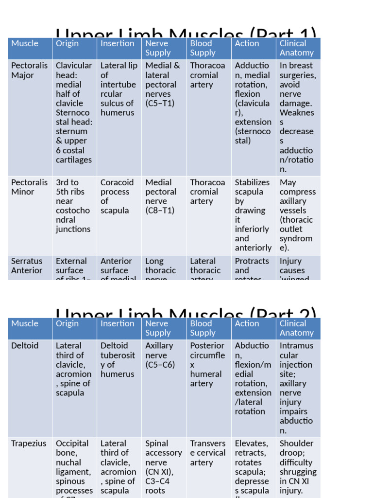 Upper Limb Muscles Presentation | PDF | Musculoskeletal System | Human ...