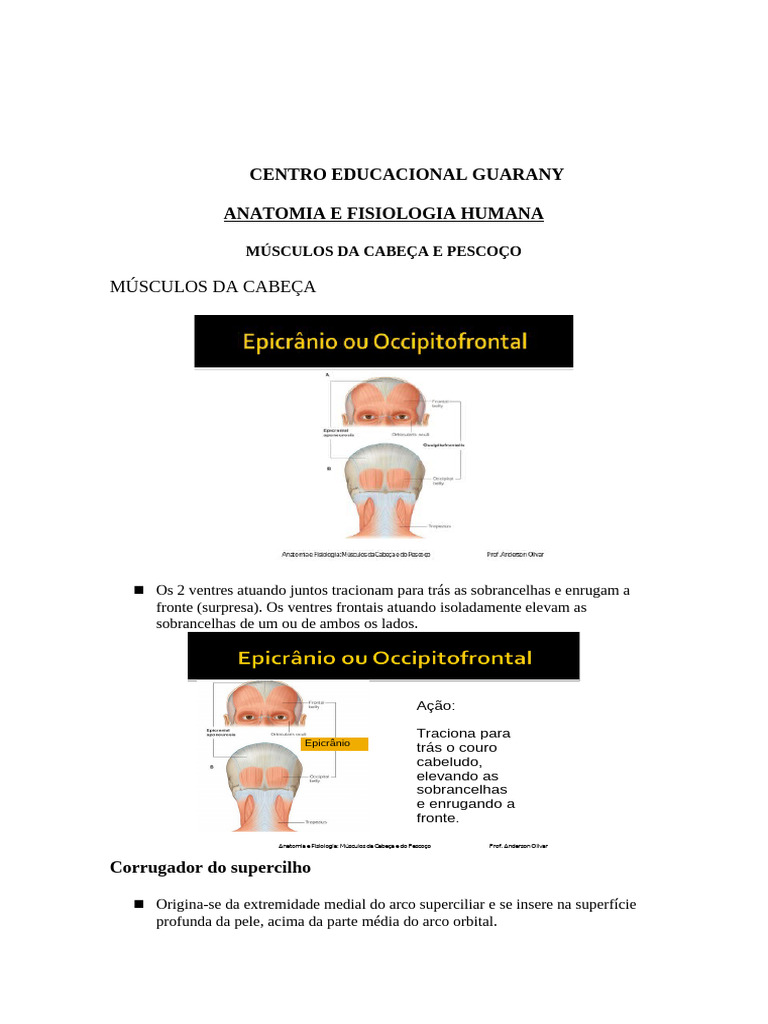 Músculos da Cabeça e Pescoço: Anatomia e Funções | PDF | Anatomia | Rosto