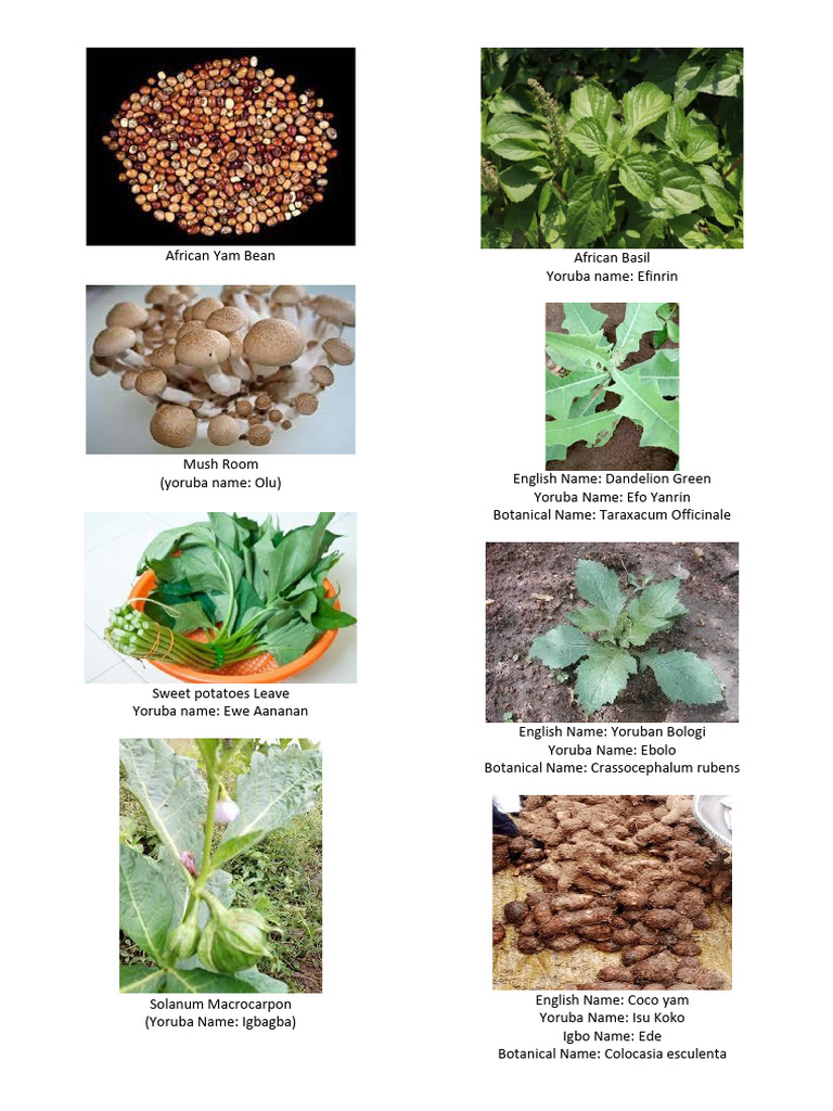 Efo Yanrin: Botanical Name Insights | PDF