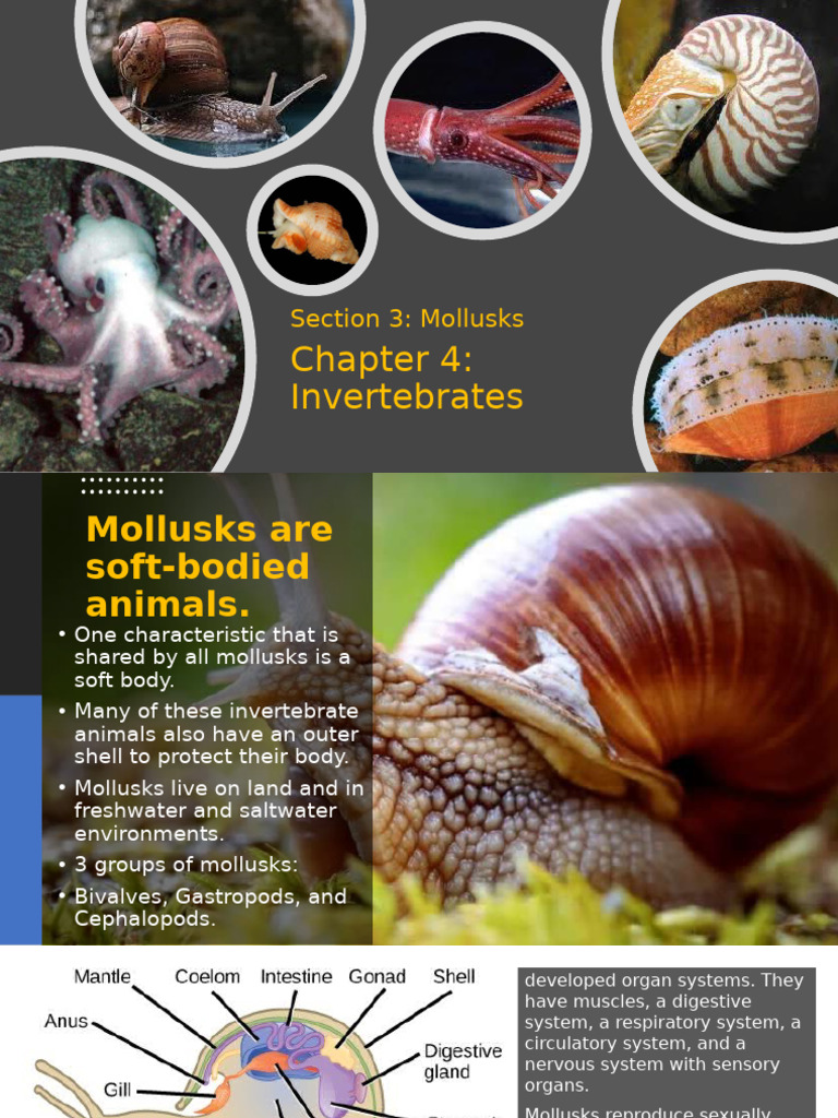 Chapter 4 - Section 4 - Mollusks | PDF | Mollusca | Bivalvia