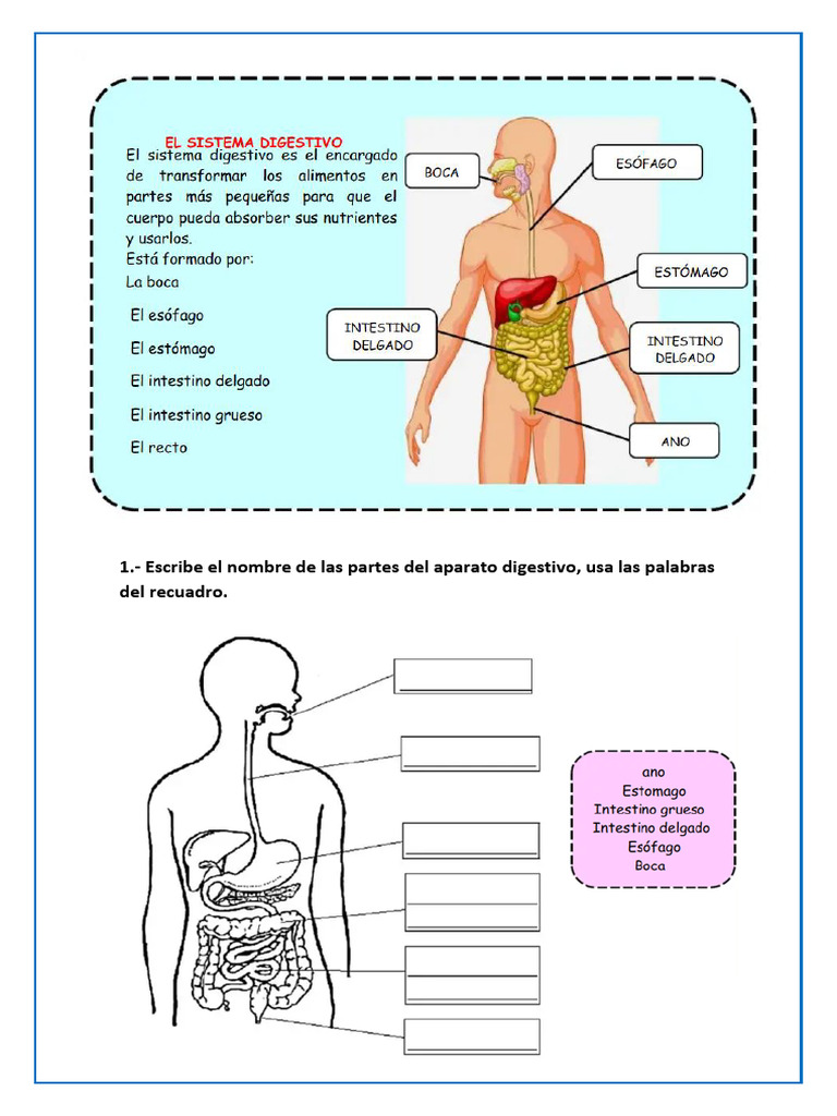 Ficha Del Aparato Digestivo Miercoles | PDF