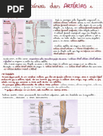 11 - Região Poplítea | PDF | Joelho | Anatomia humana