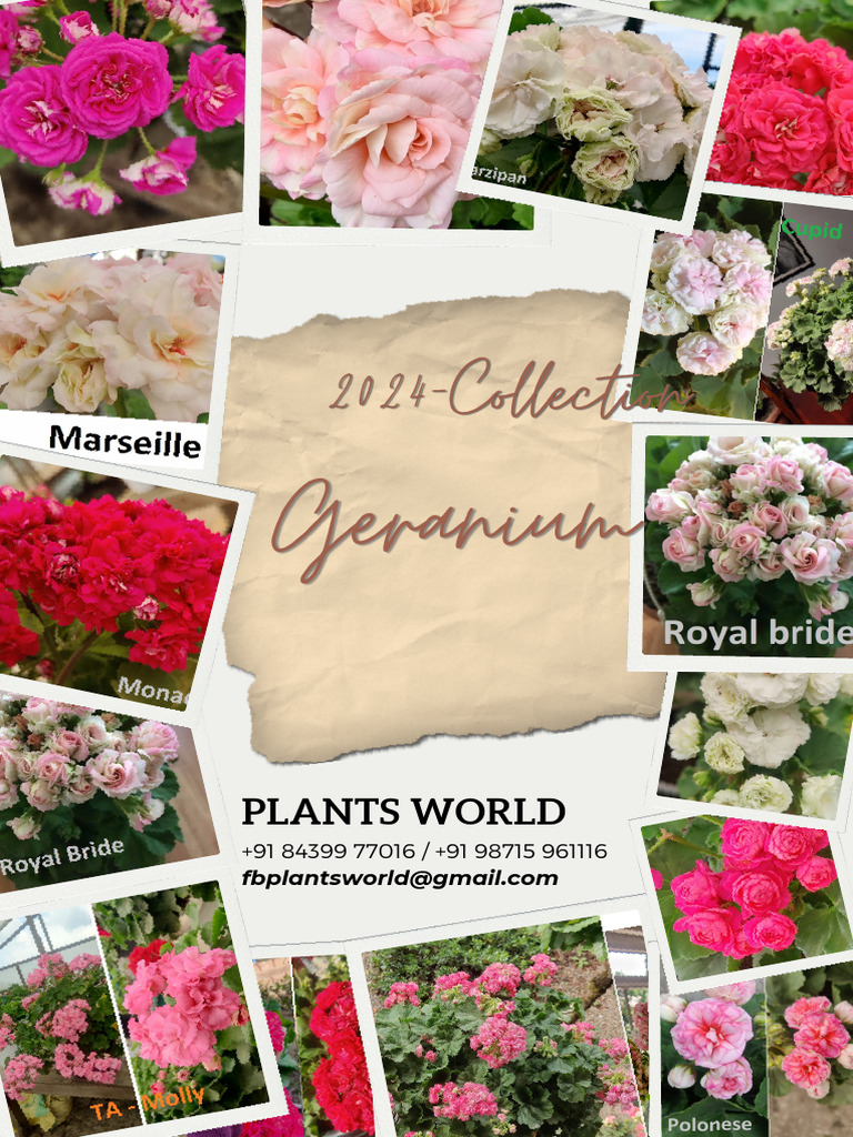 Geranium 2024 | PDF