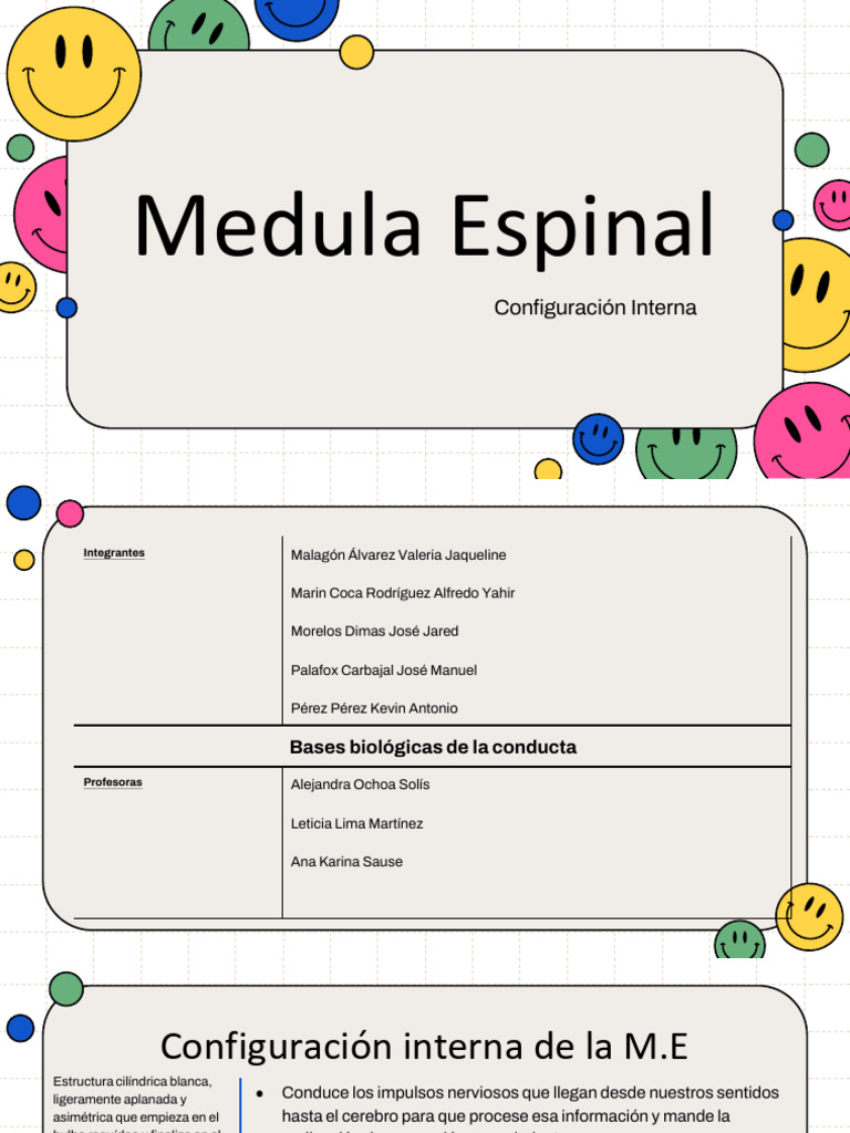 Mapa Mental de la Médula Espinal | PDF | Médula espinal | Nervio