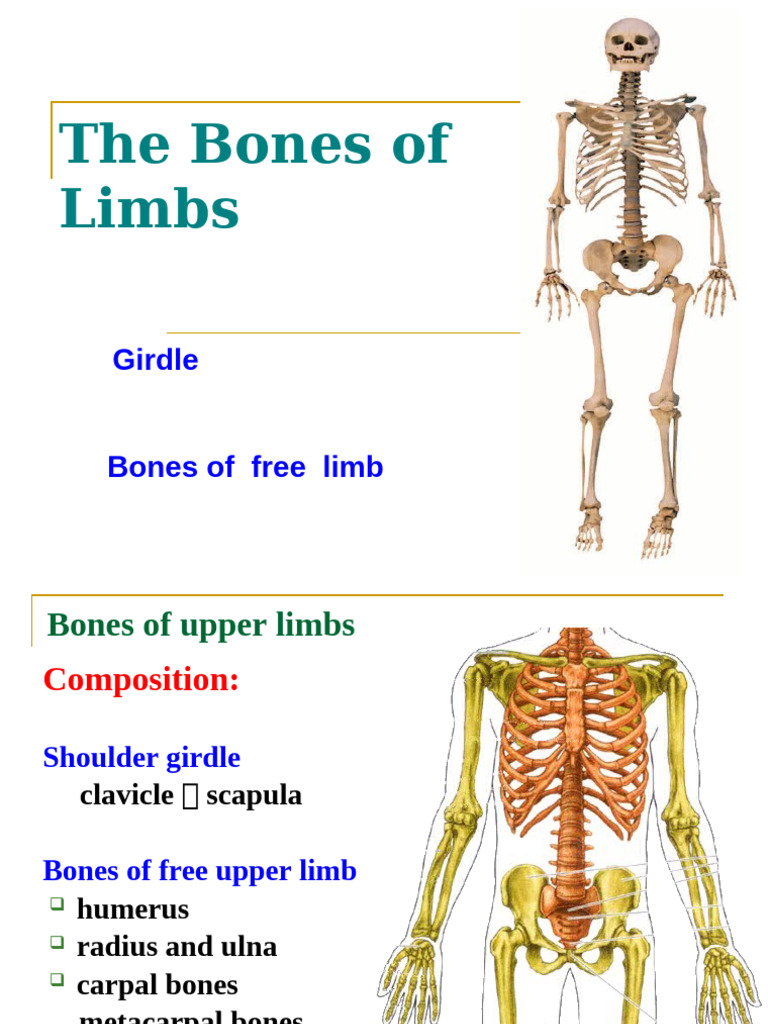 Anatomy of Upper and Lower Limb Bones | PDF | Lower Limb Anatomy ...