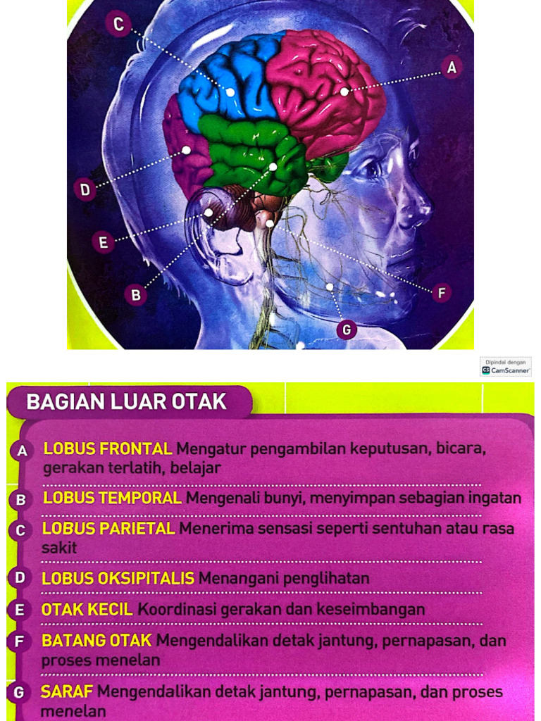 Sistem Saraf 1 | PDF