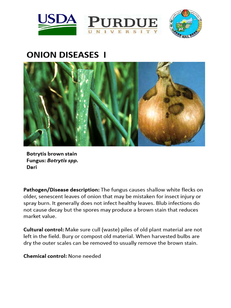 Onion Disease Control Strategies | PDF | Onion | Plants