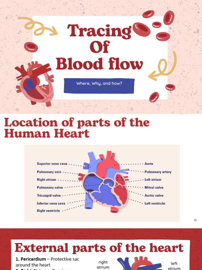 Circulatory System The Blood Flow | PDF | Atrium (Heart) | Heart Valve