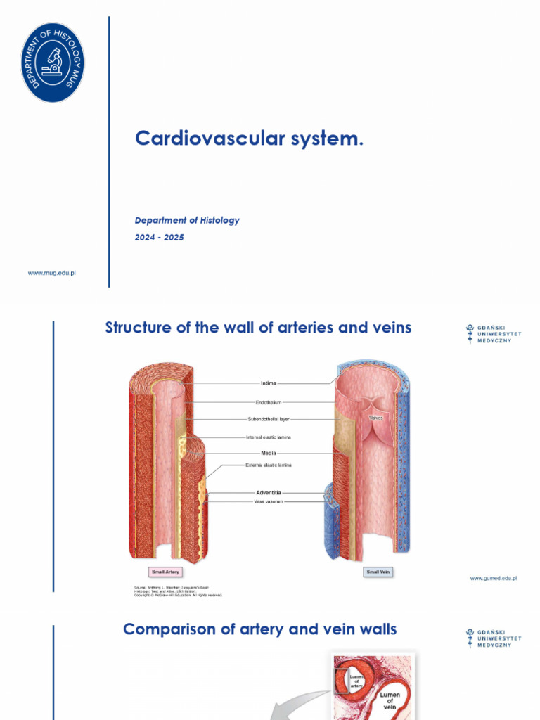 8 Cardiovascular System | PDF | Artery | Vein