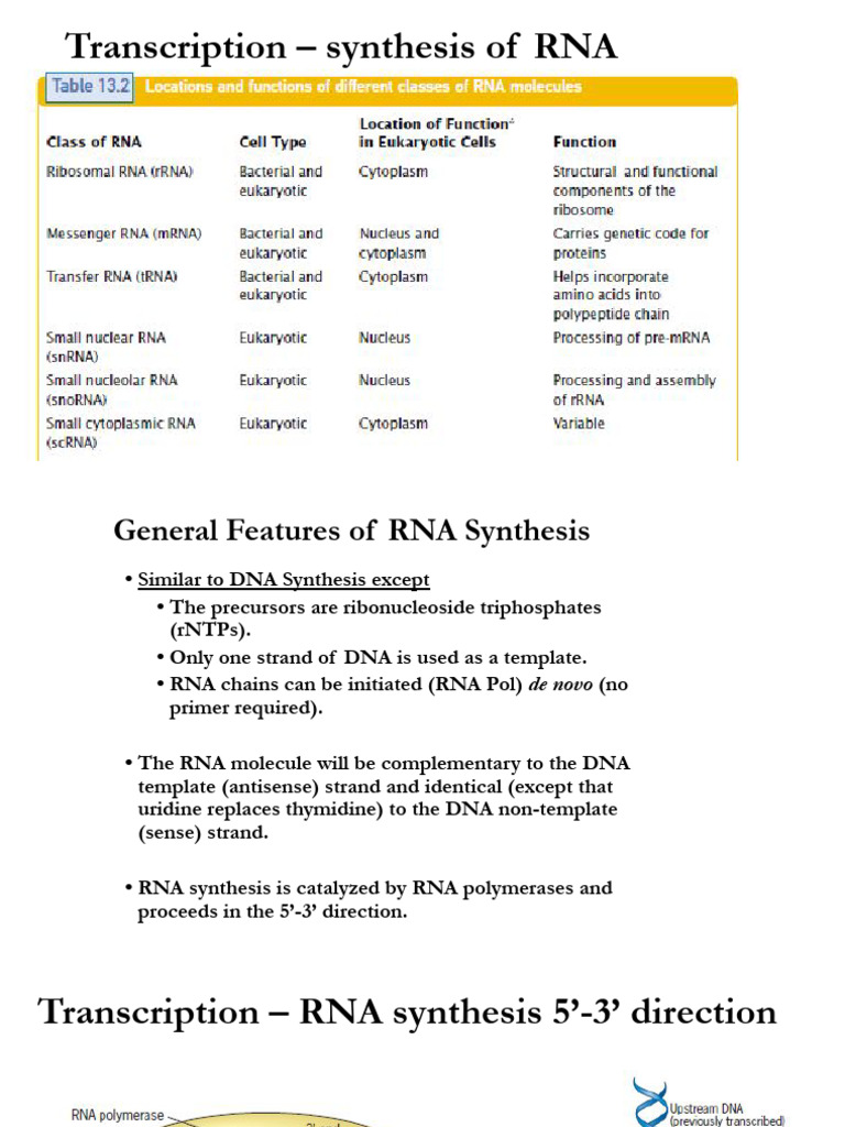 Transcription Complete | PDF | Messenger Rna | Rna