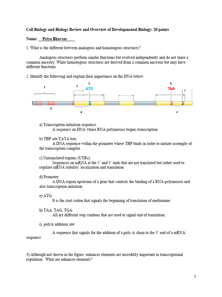 Cell Biology Review and Dev Bio Overview | PDF | Messenger Rna ...