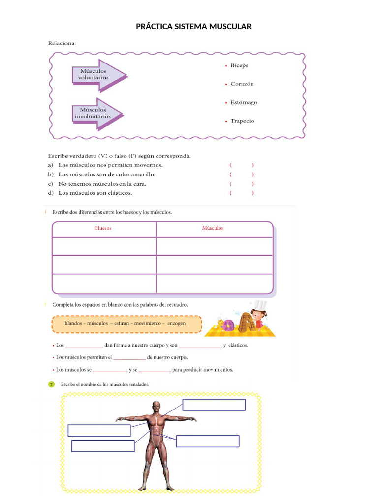 Sistema Muscular 1 | PDF