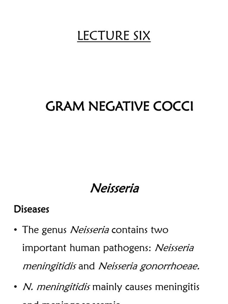 Lecture 6 - Gram Negative Cocci | PDF | Lipopolysaccharide | Medical Specialties