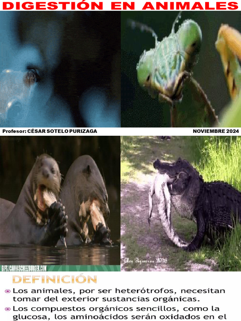 2024 Digestion en Animales | PDF | Digestión | Sistema digestivo humano