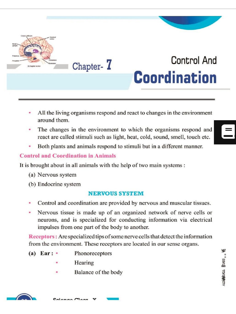 Control and Coordination Notes | PDF