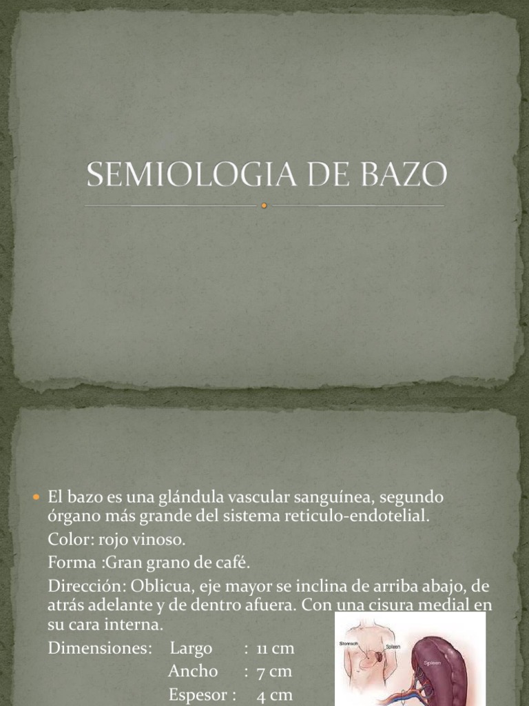 Semiología del Bazo y Esplenomegalia | PDF | Bazo | Estómago
