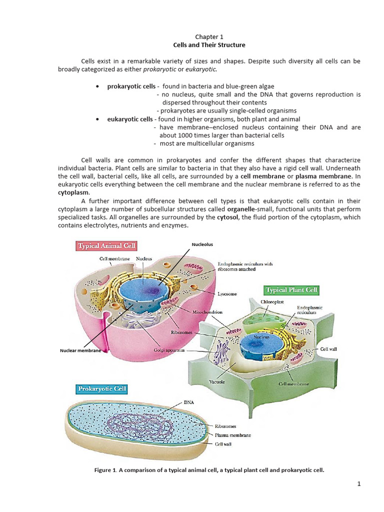 Chapter 1 Cells and Their Structure | PDF | Cell (Biology) | Prokaryote