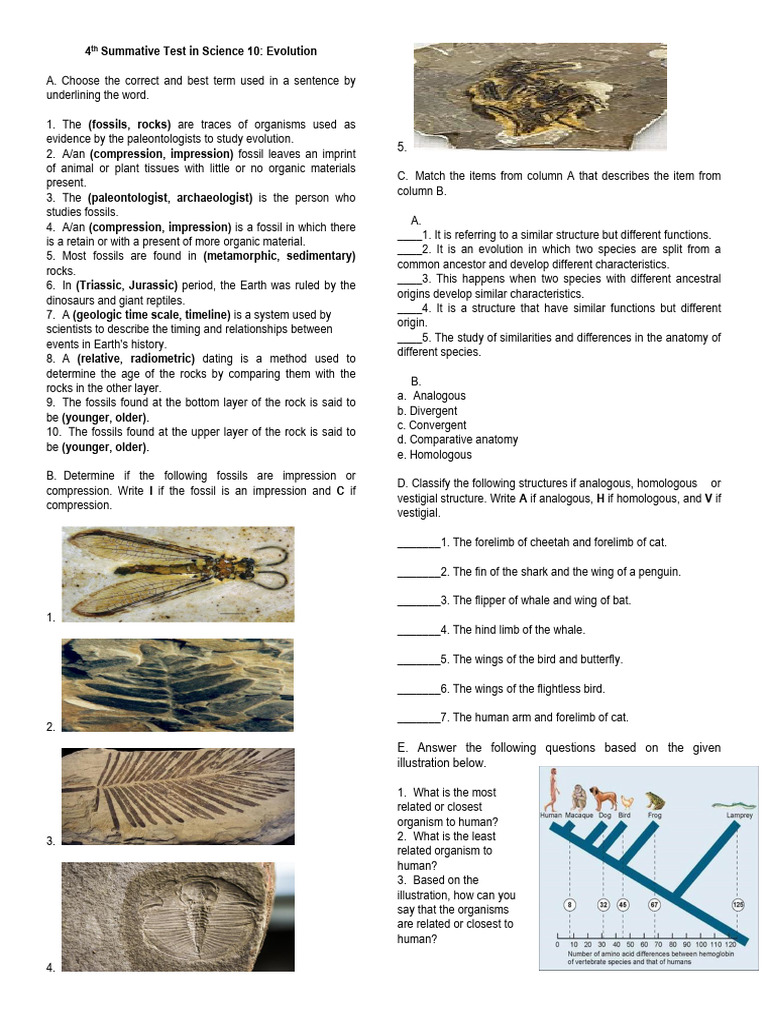 Science 10 Evolution Test Questions | PDF | Fossil | Paleontology