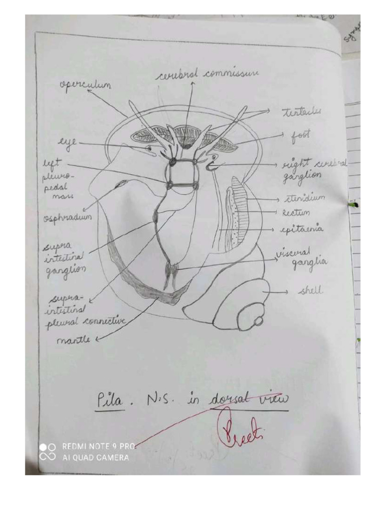 Zoology 2nd Sem Practical | PDF