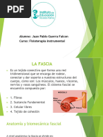 Sistema de Fascias y Cadenas Miofasciales | PDF | Morfología (biología ...