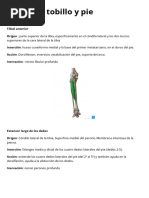 Anatomía de Músculos del Tobillo y Pie | PDF | Tobillo | Pie